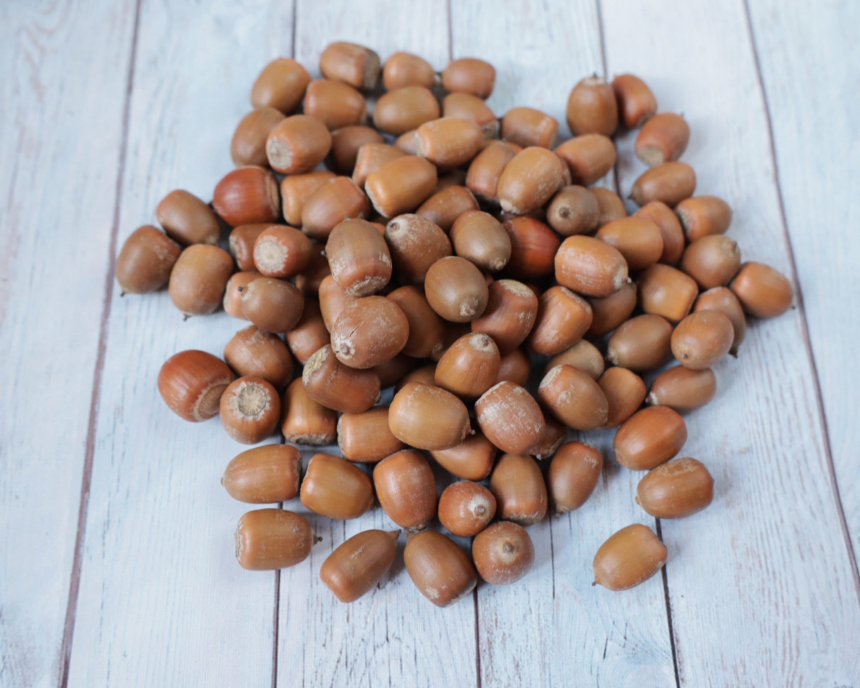 Set of 100 Small Dried Oak Acorns Without Caps - Different Acorns - Etsy UK