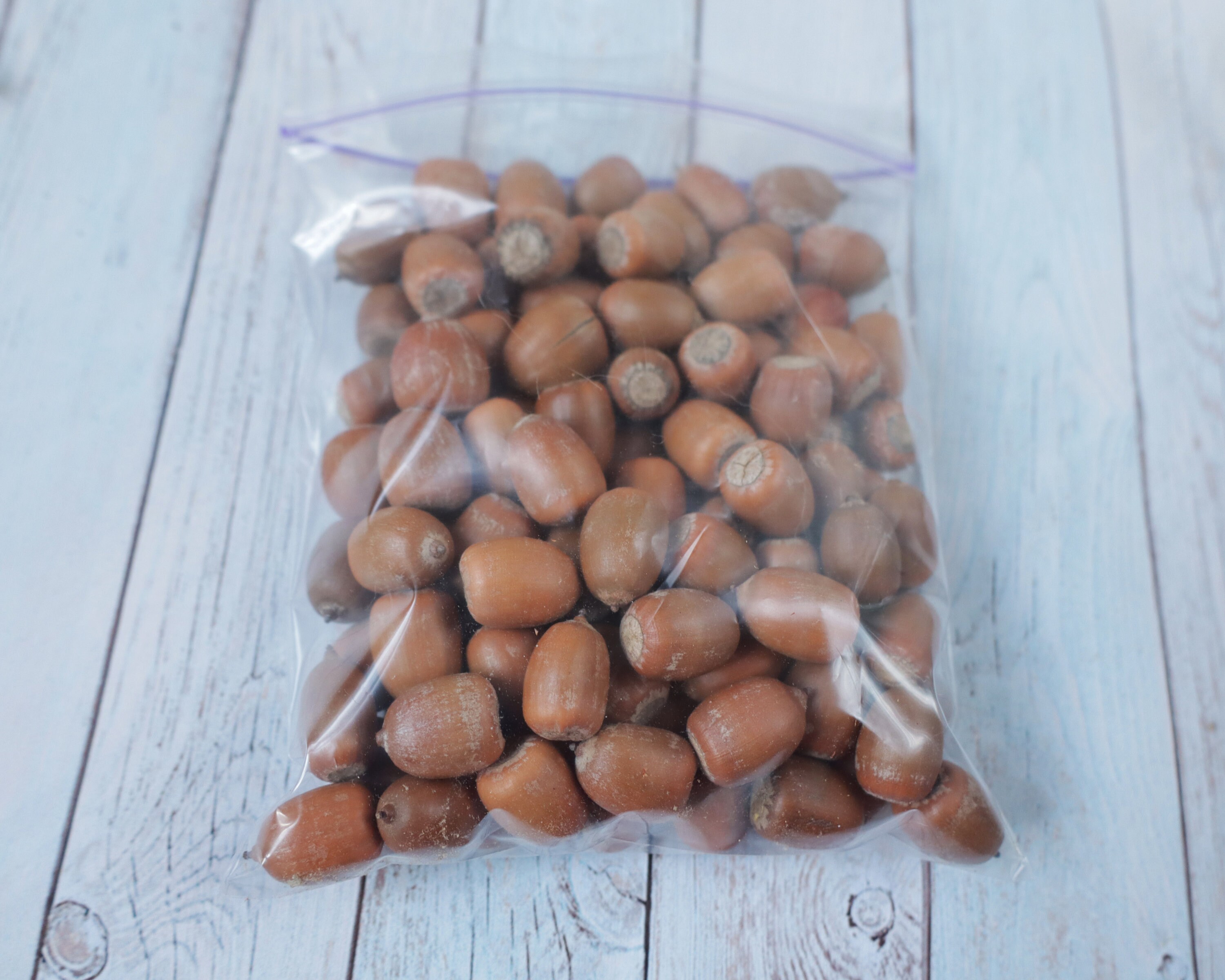 Set of 100 Small Dried Oak Acorns Without Caps - Different Acorns - Etsy UK