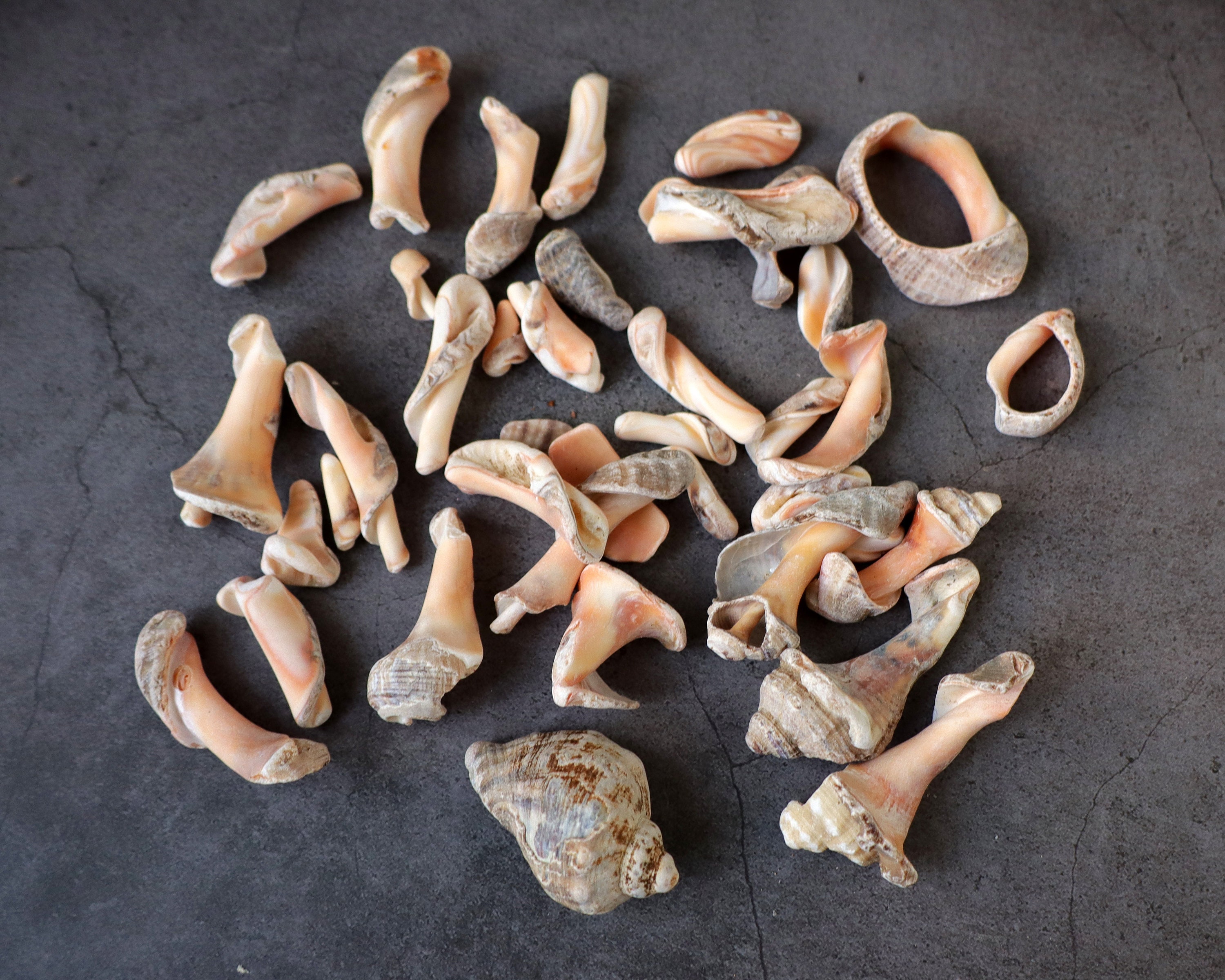 Polished Shells Fragments - Different Genuine Sea Shells - Beach ...