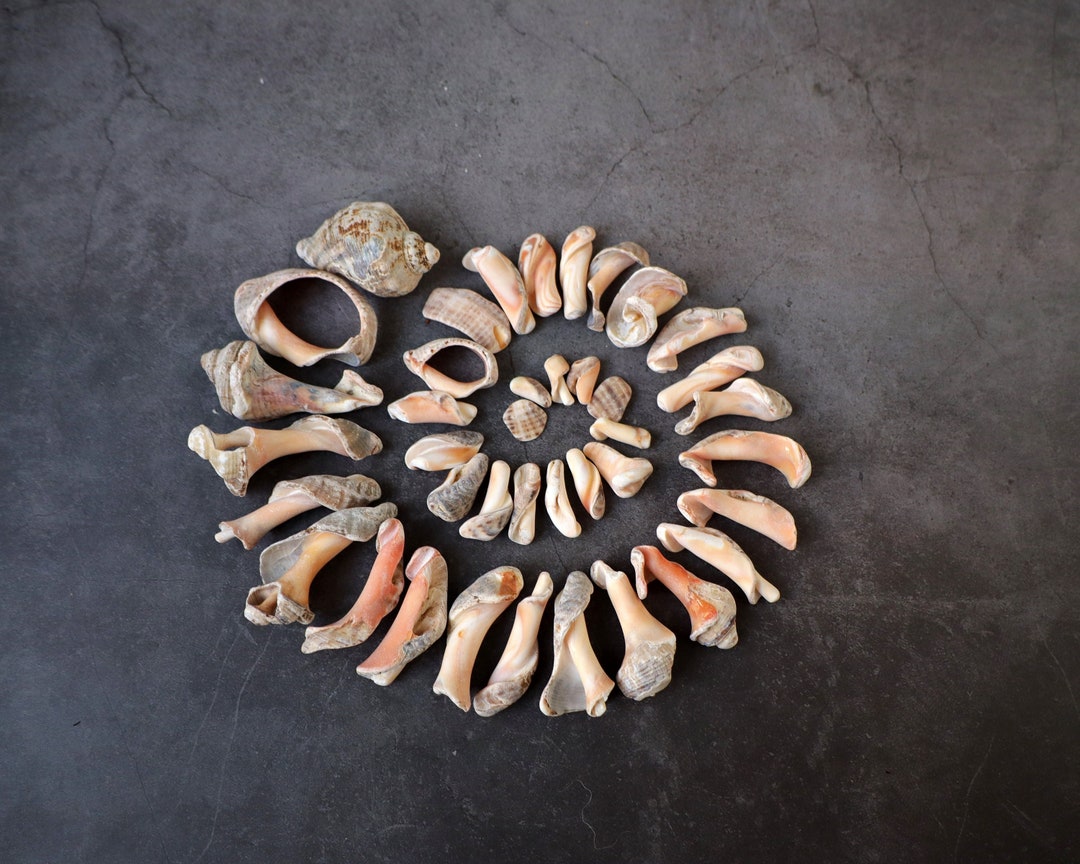 Polished Shells Fragments - Different Genuine Sea Shells - Beach ...