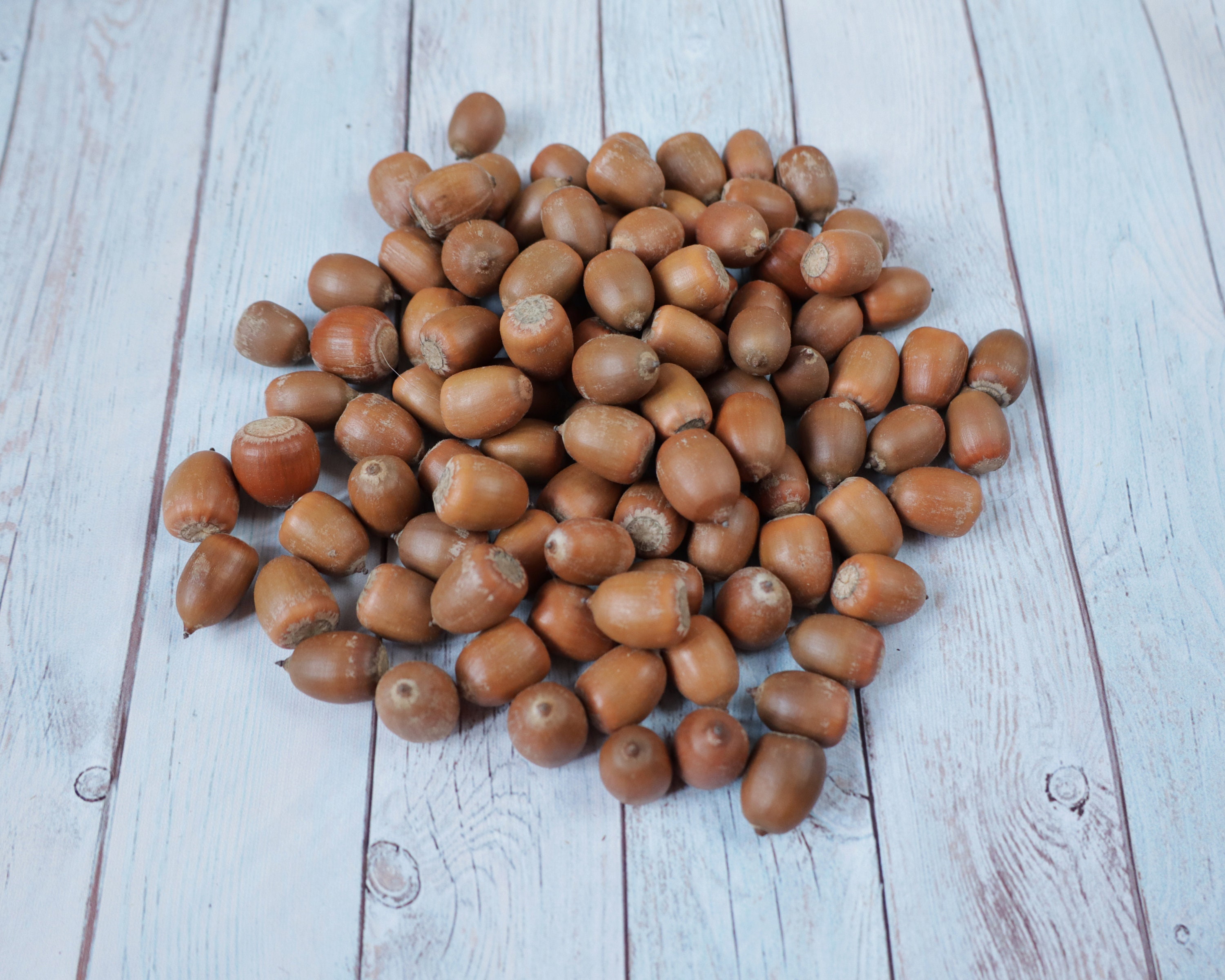 Set of 100 Small Dried Oak Acorns Without Caps Different - Etsy UK