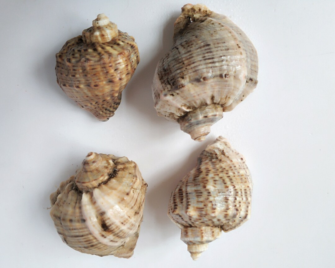 Conch Shell Beach Home Decor - Set 4 Genuine Black Sea Shells ...