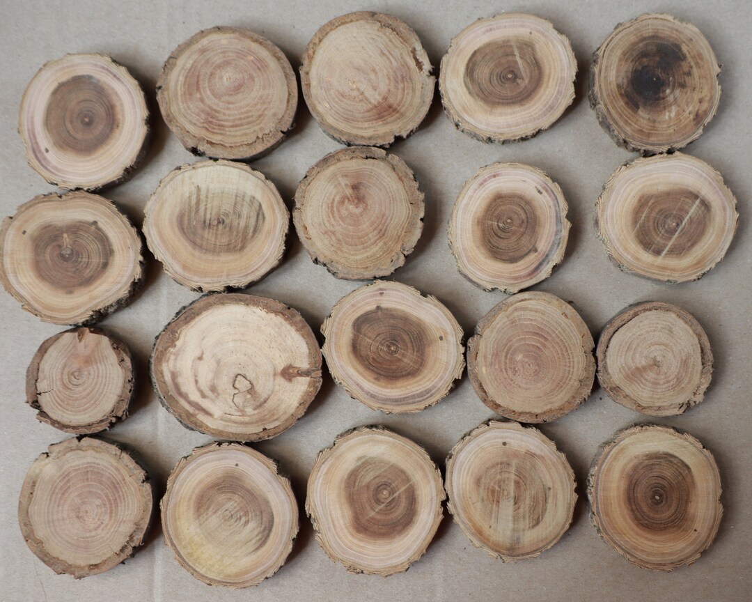 20 Slices of Cherry Tree With Tree Rings Unique Selection With Bark ...