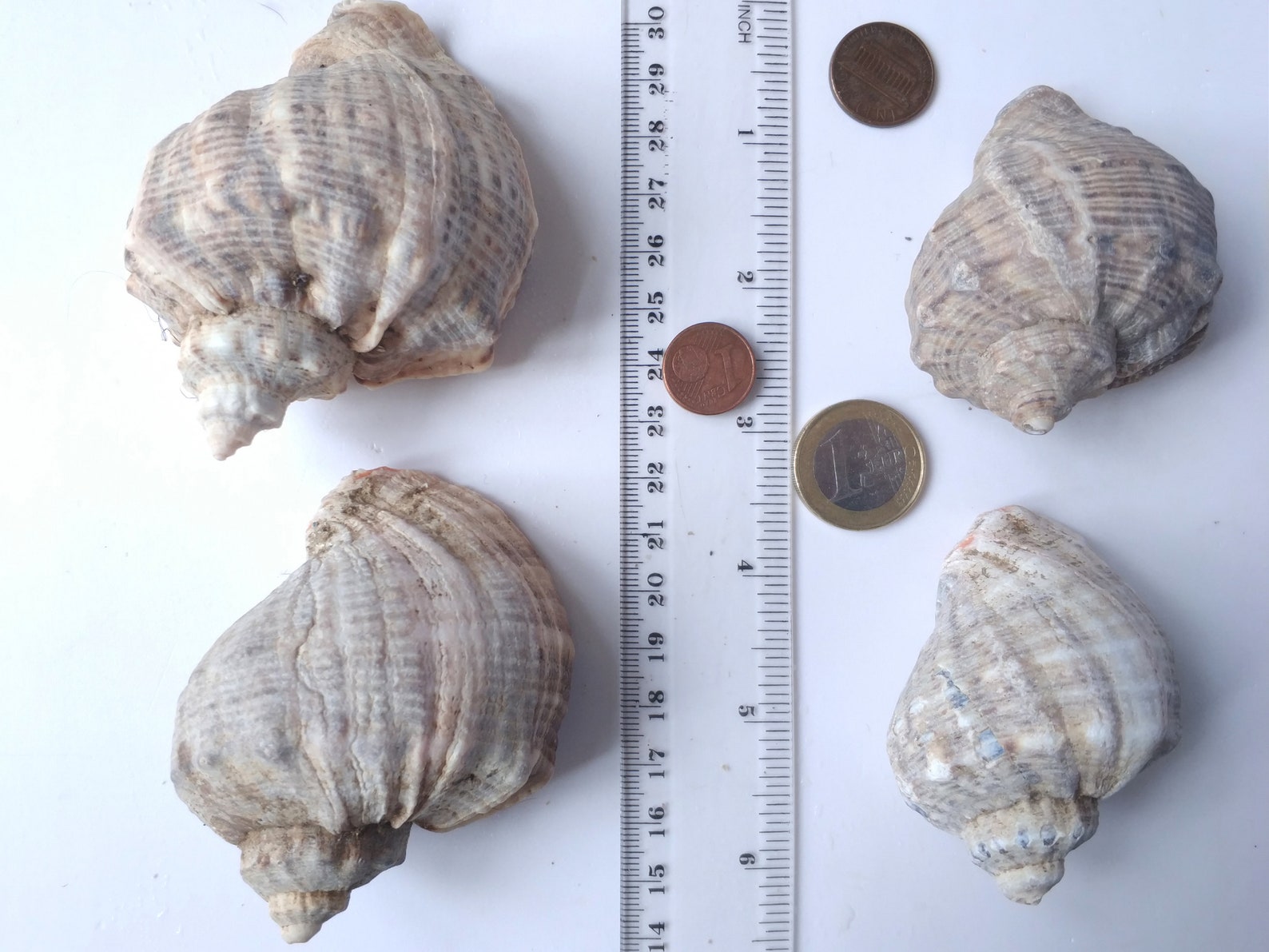 Conch Shell Beach Home Decor Set 4 Different Genuine Sea Shells ...