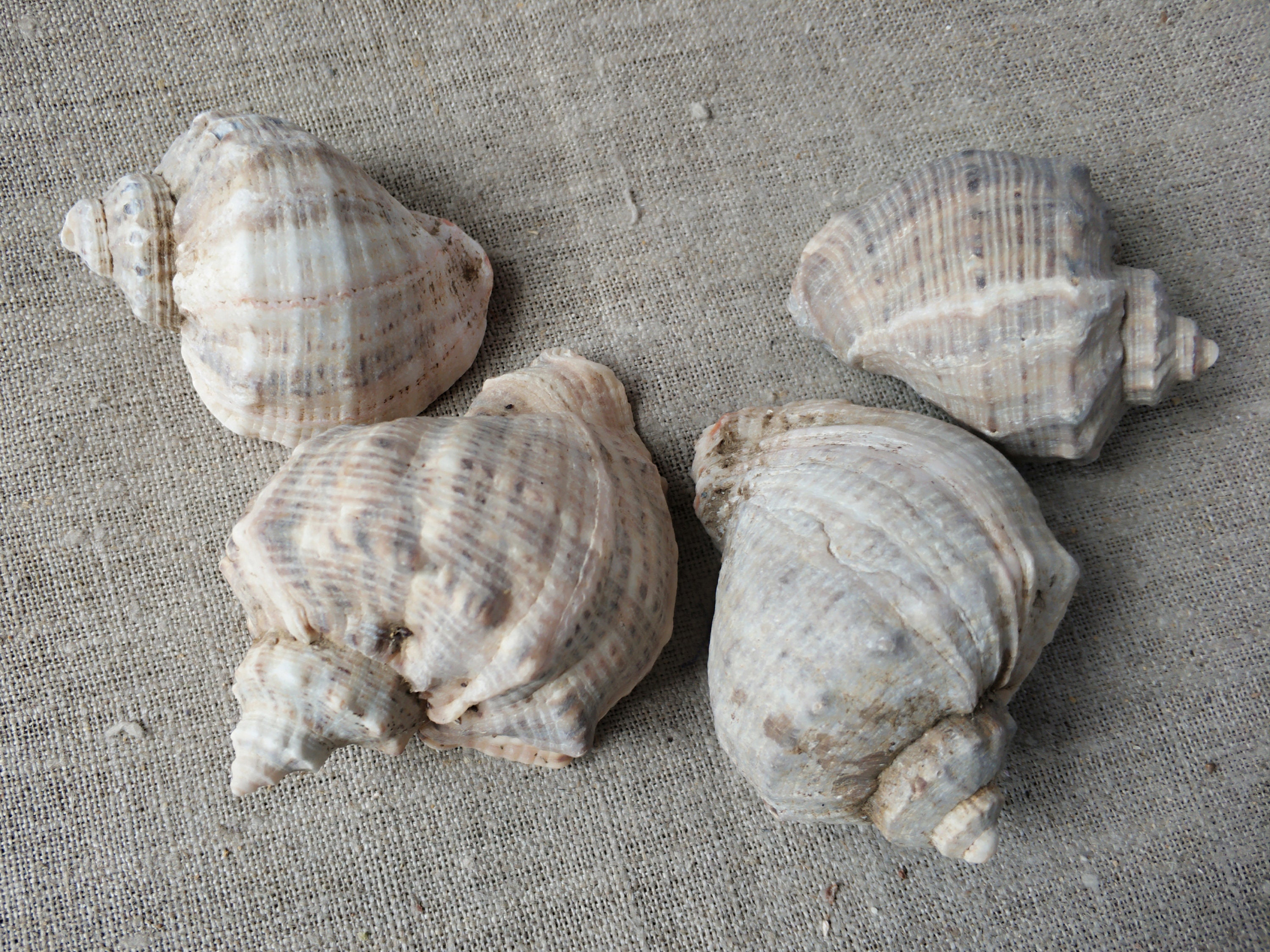 Conch Shell Beach Home Decor Set 4 Different Genuine Sea Shells ...