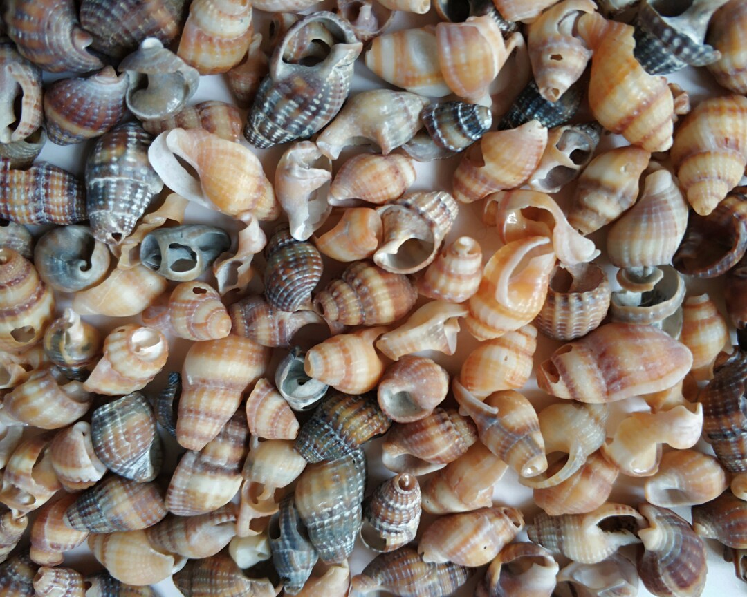 Broken Seashells Beach Shells Home Decor Bulk Seashell Supply Craft Raw ...