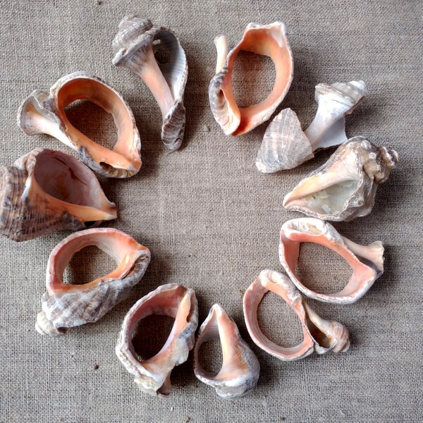 Broken Shells - Etsy