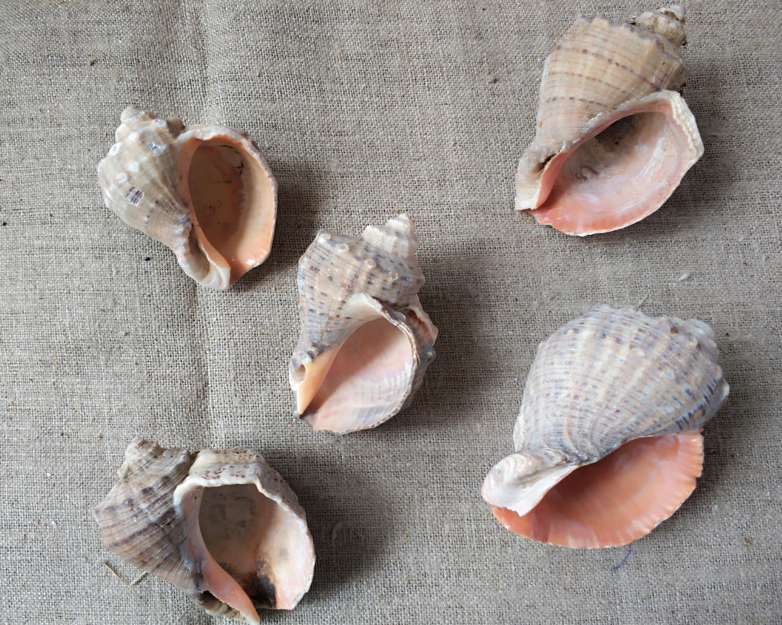 Set 5 genuine Black sea shells conch shell beach home decor | Etsy