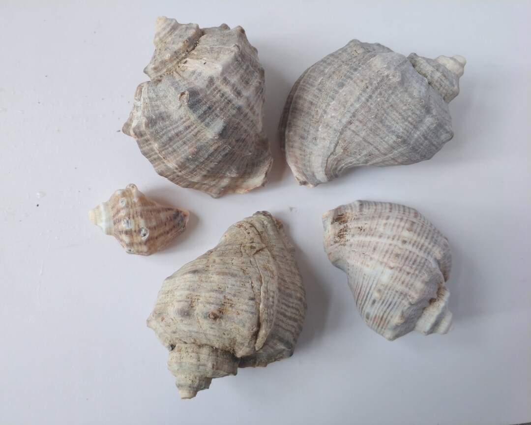 Set 5 Genuine Black Sea Shells - Conch Shell Beach Home Decor ...