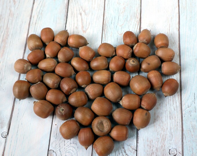 Set of 50 Dried Oak Acorns Without Caps - Different Acorns - Etsy