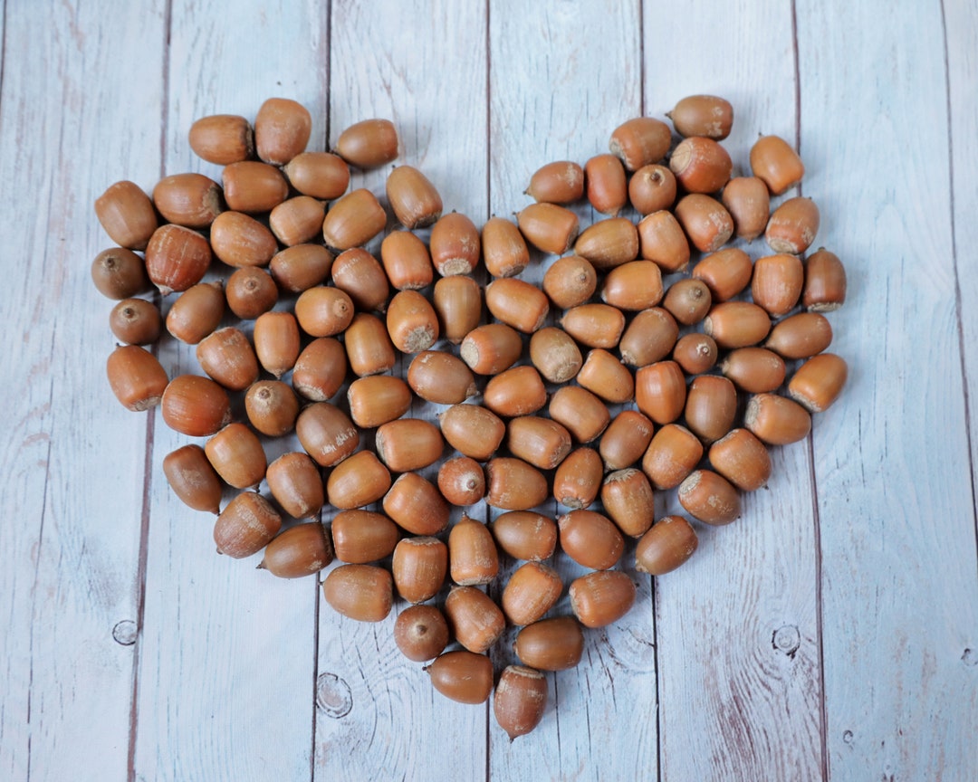 Set of 100 Small Dried Oak Acorns Without Caps - Different Acorns - Etsy
