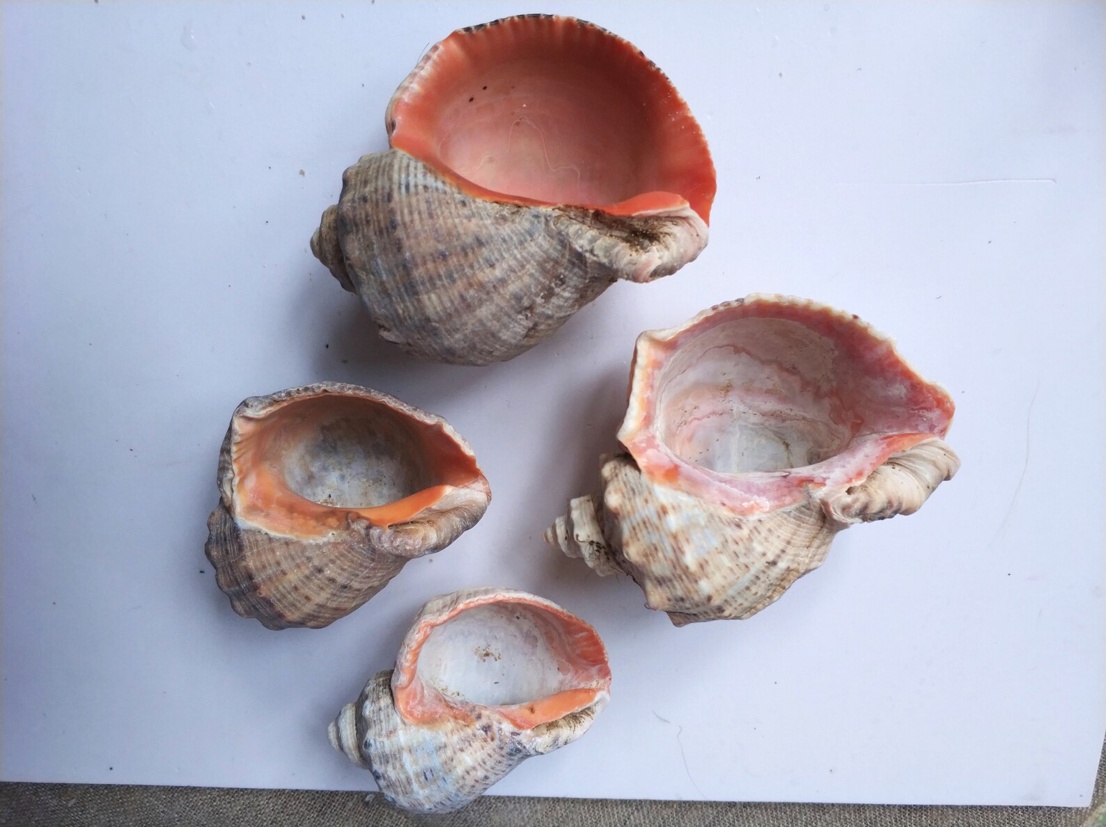 Conch Shell Beach Home Decor Set 4 Different Genuine Sea Shells ...