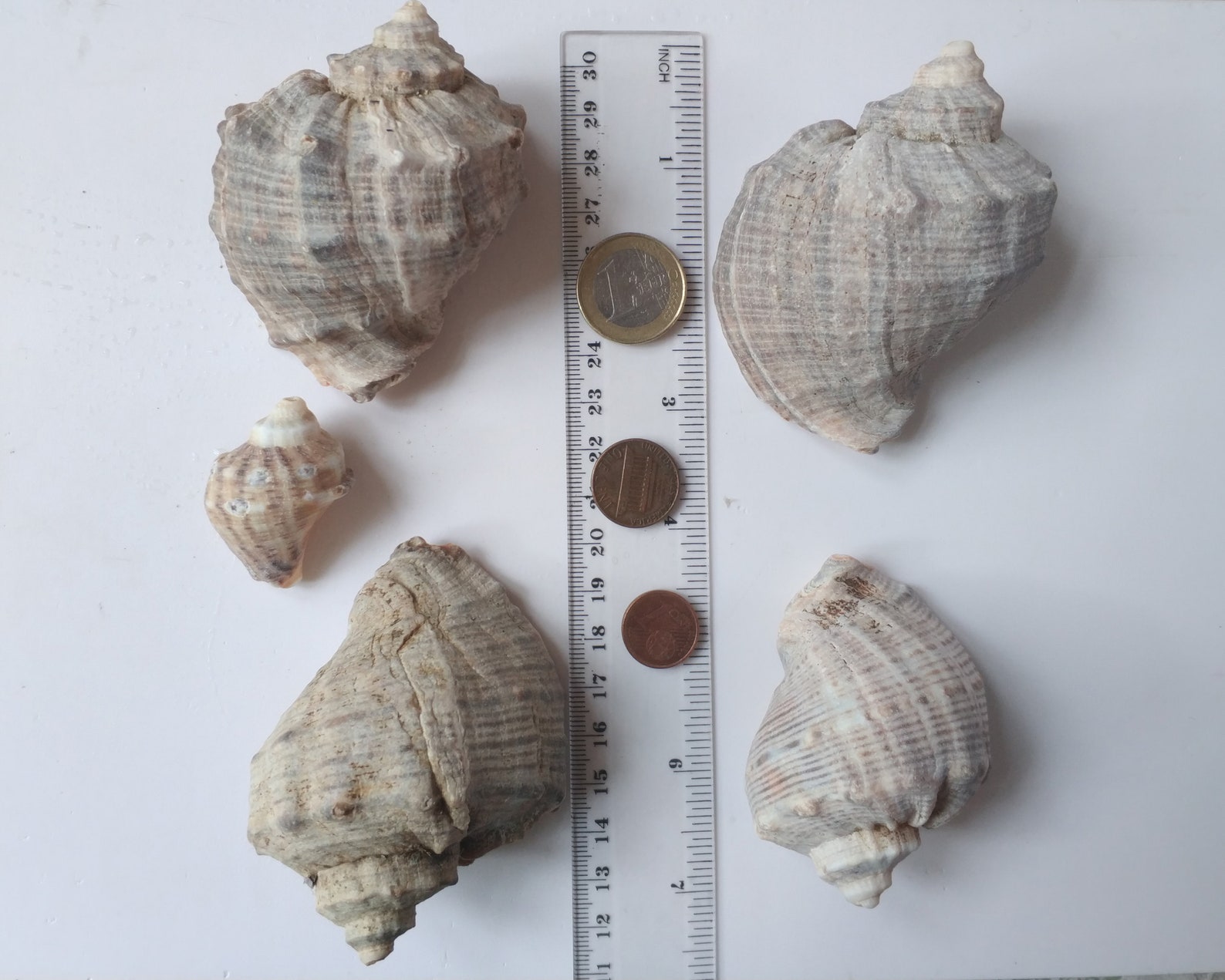 Set 5 genuine Black sea shells conch shell beach home decor | Etsy