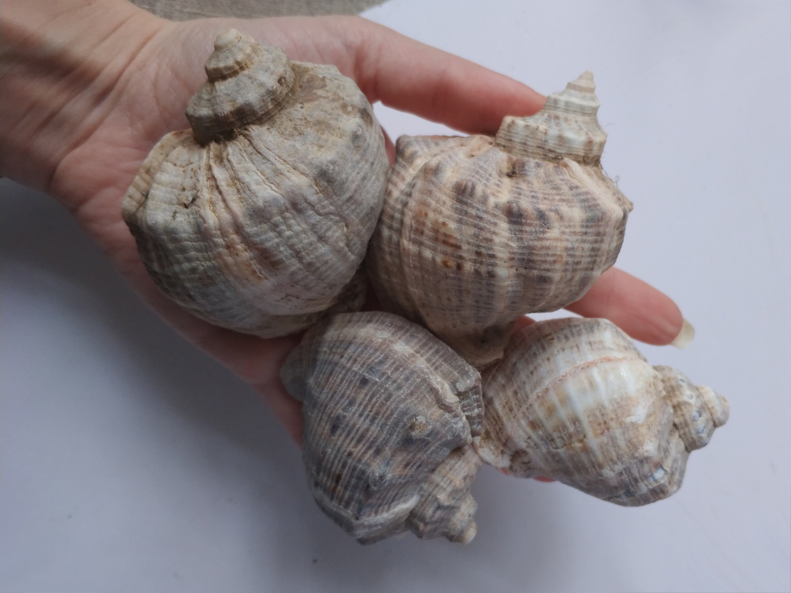 Conch Shell Beach Home Decor Set 4 Different Genuine Sea Shells ...