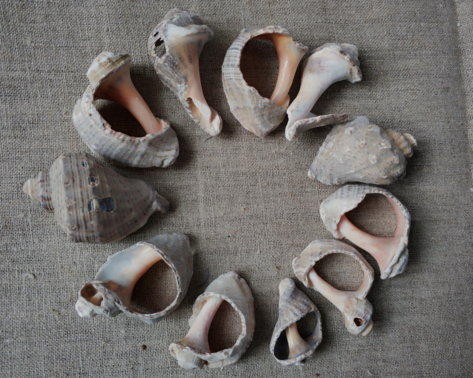 Polished broken shells different genuine sea shells beach | Etsy