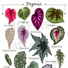MONSTERA Species Chart Art Print Tropical Indoor Plants Illustration ...