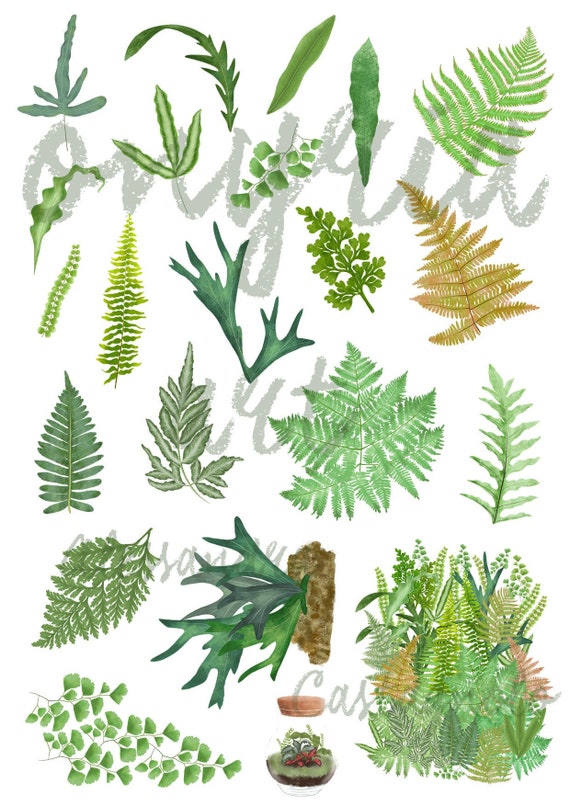 FERNS Stickers Png Printable Digital Download File for | Etsy