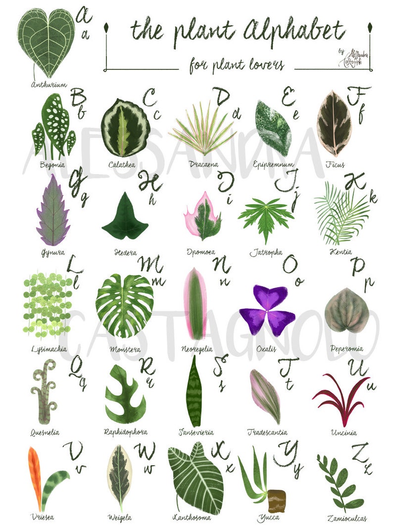 The PLANT ALPHABET for Plant Lovers Indoor Tropical | Etsy