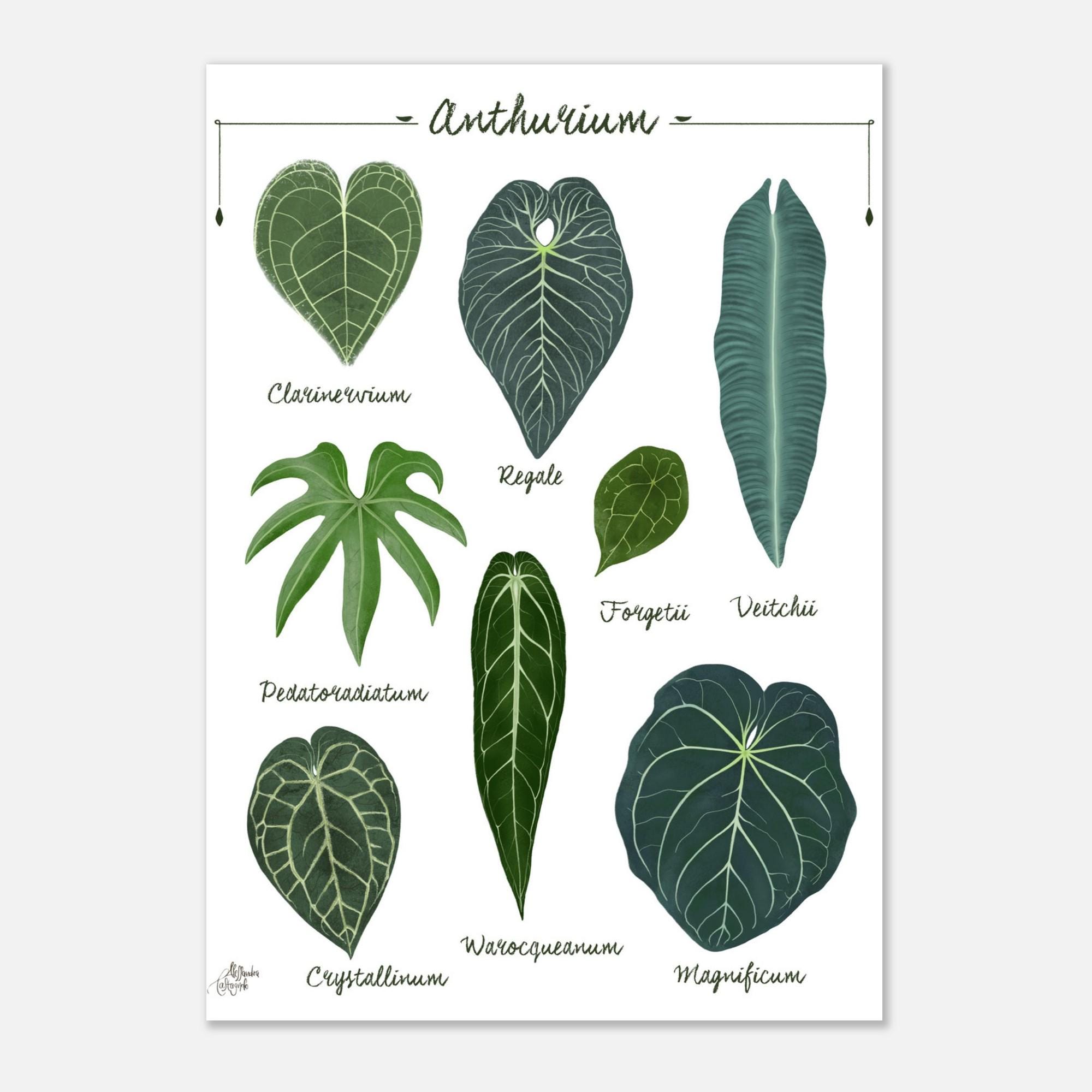 ANTHURIUM Species Chart, Tropical Art Print Indoor Plants Illustration ...