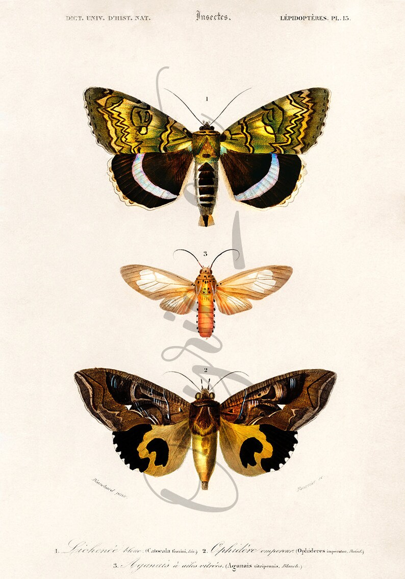 4 Moths Vintage Prints Set of 4 Insect Bugs Prints Retro - Etsy