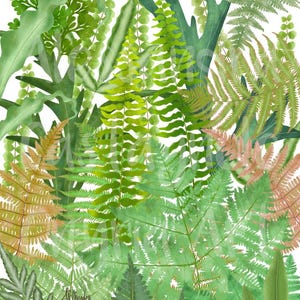4x Digital Files FERNS Genus Species Digital File Download, Botanical ...