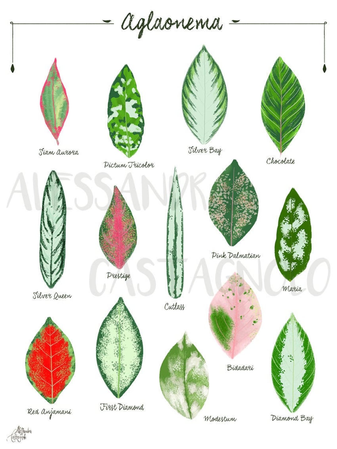 Aglaonema Species DIGITAL Download File, Plants Varieties, Tropical ...
