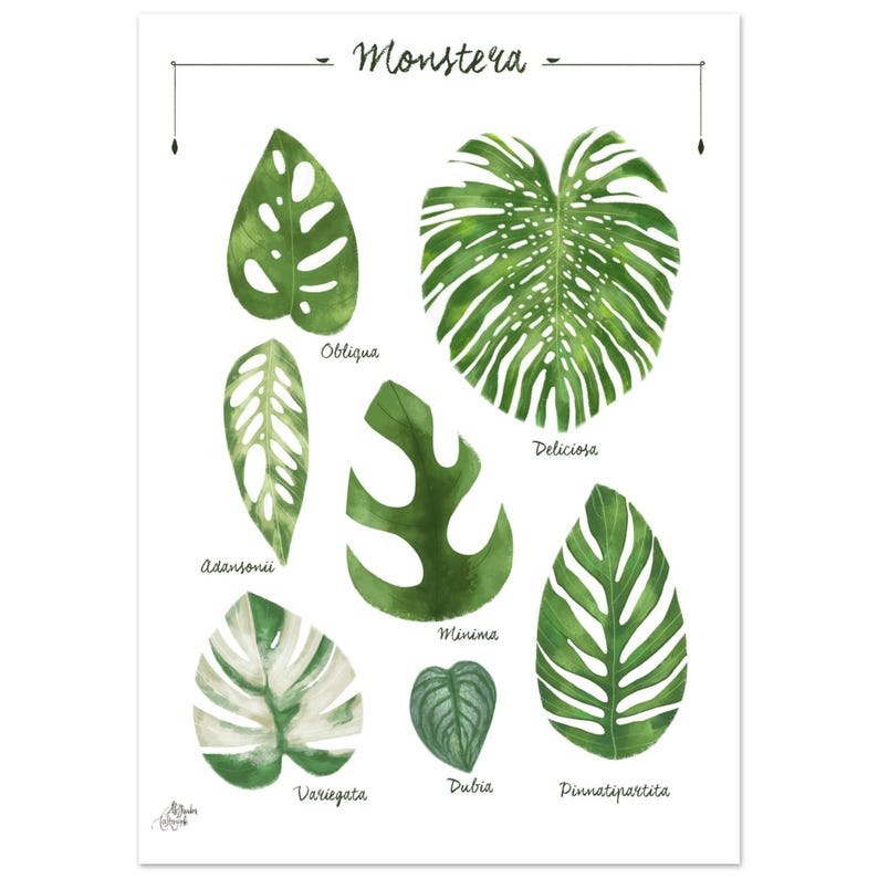 MONSTERA Species Chart Art Print Tropical Indoor Plants Illustration ...