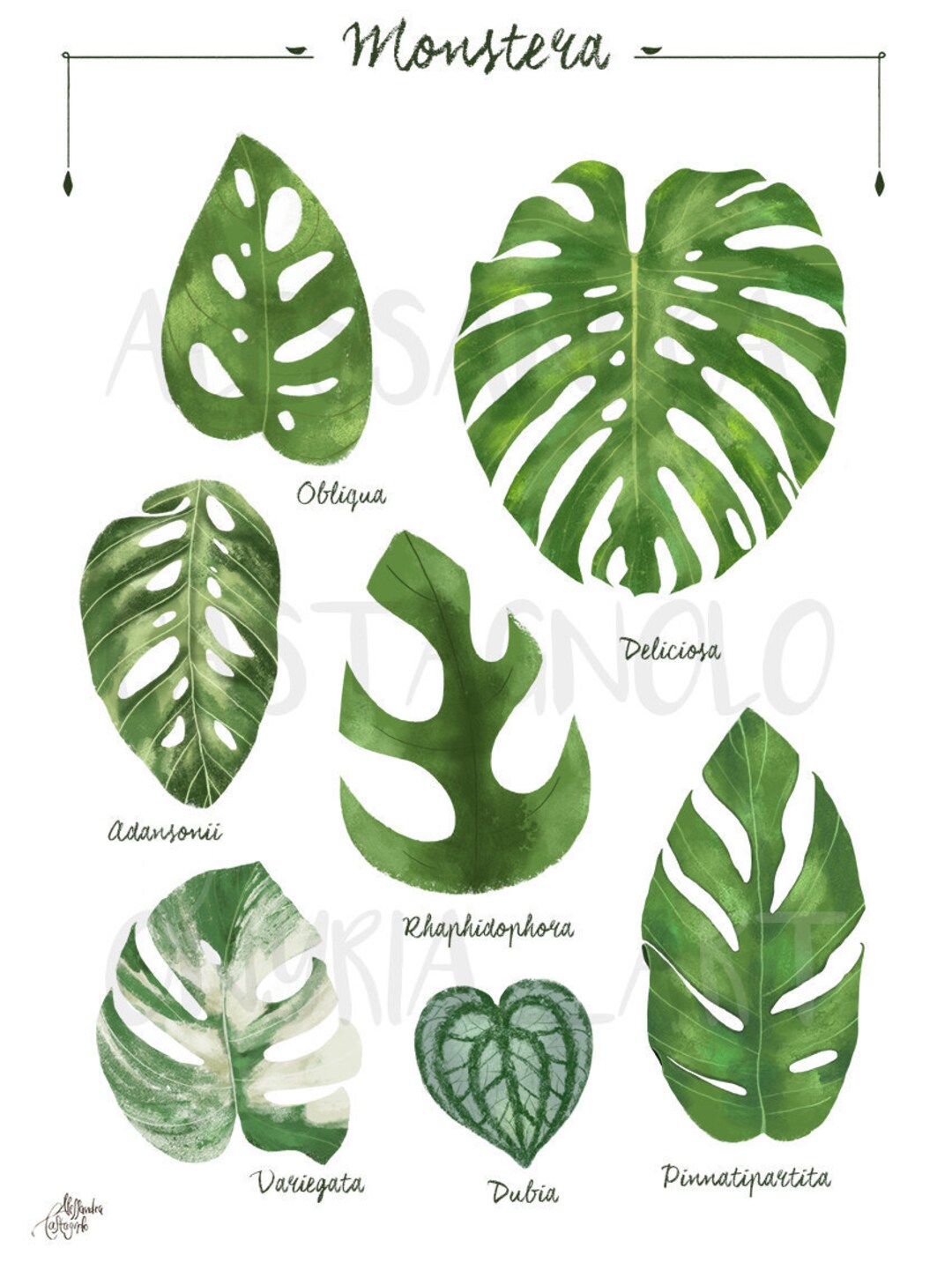 Monstera Leaf