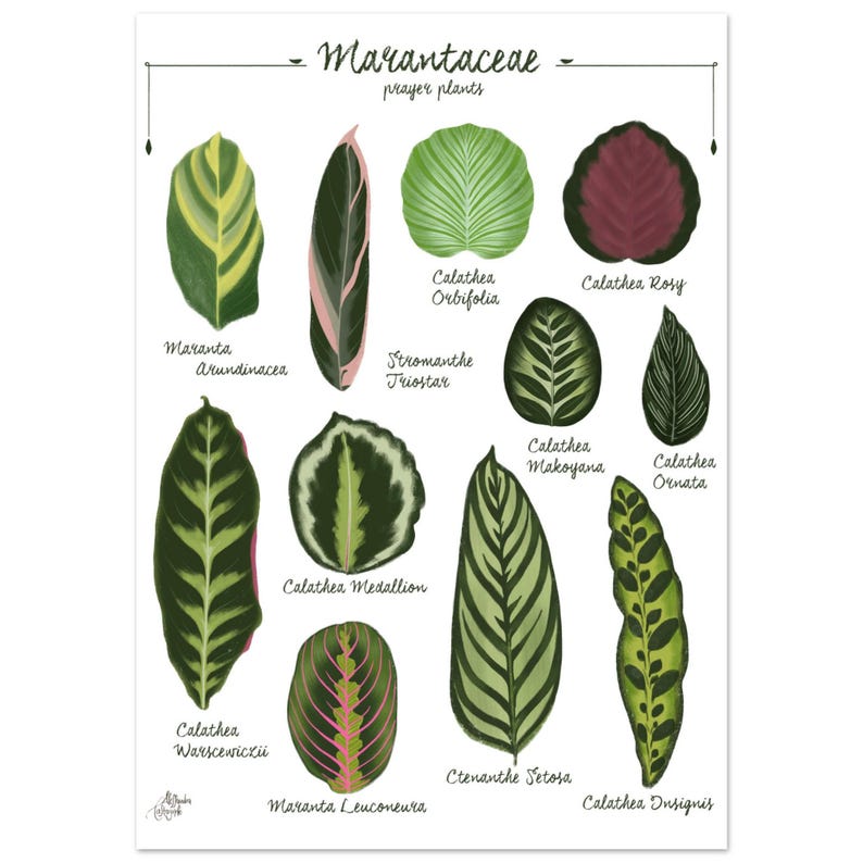 MARANTACEAE Prayer Plants Species Chart Art Print, Plants Varieties ...