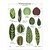 MONSTERA Species Chart Art Print Tropical Indoor Plants Illustration ...