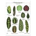 MONSTERA Species Chart Art Print Tropical Indoor Plants Illustration ...