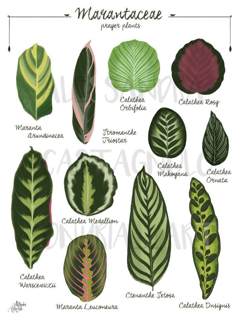 Marantaceae Species DIGITAL Download File, Tropical Indoor Plants ...