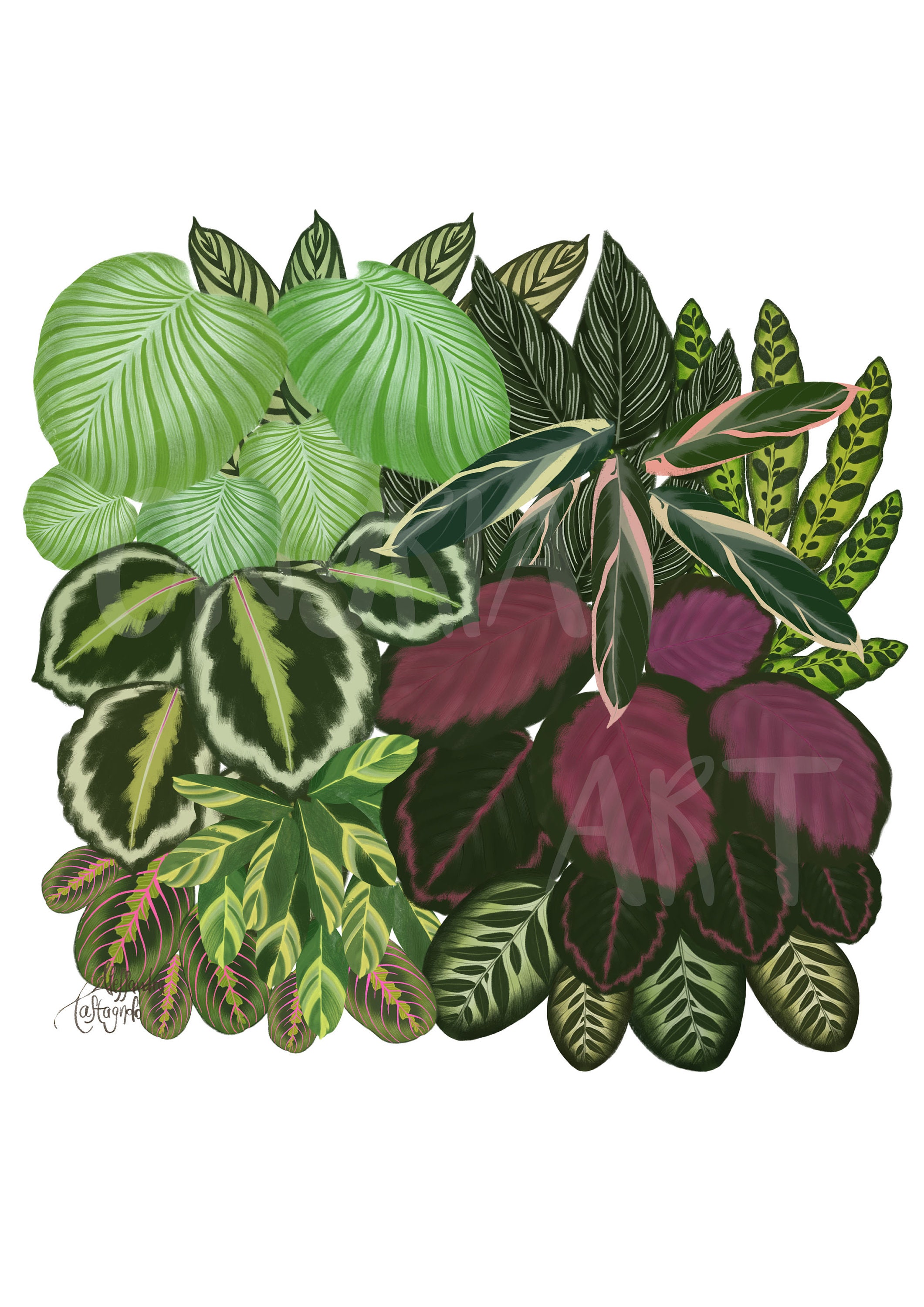 Prayer Plant Clipart