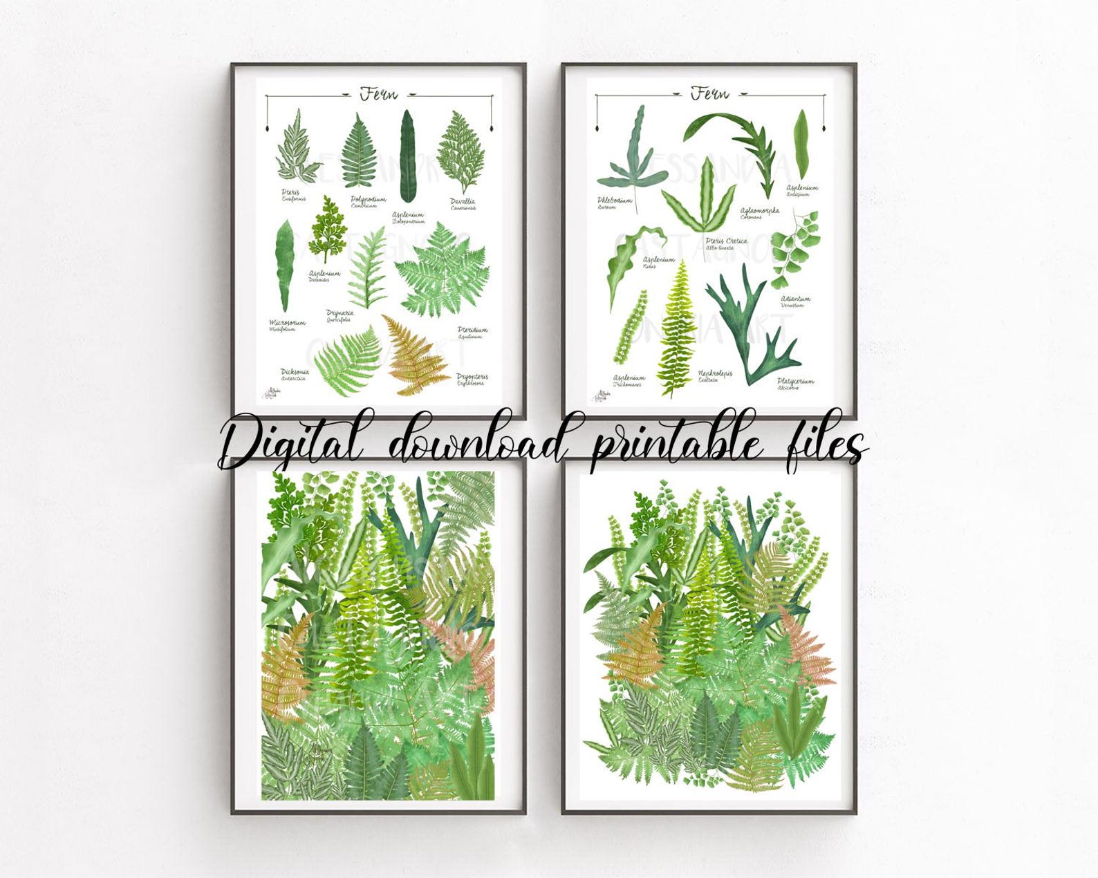 4x Digital Files FERNS Genus Species Digital File Download, Botanical ...