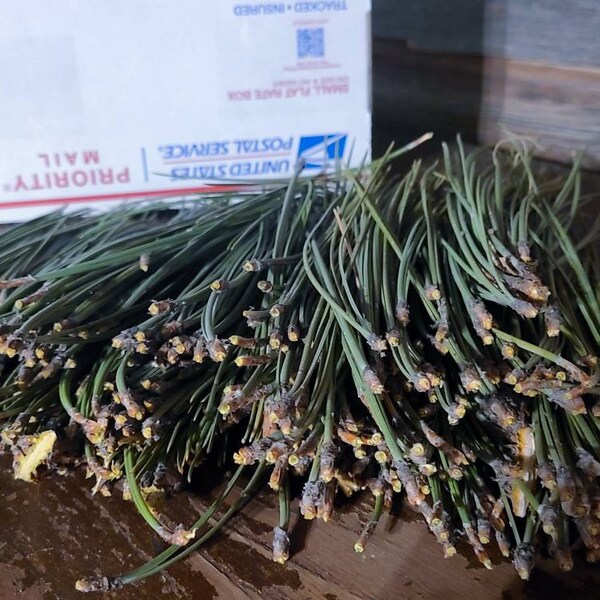 Pine Needles - Etsy
