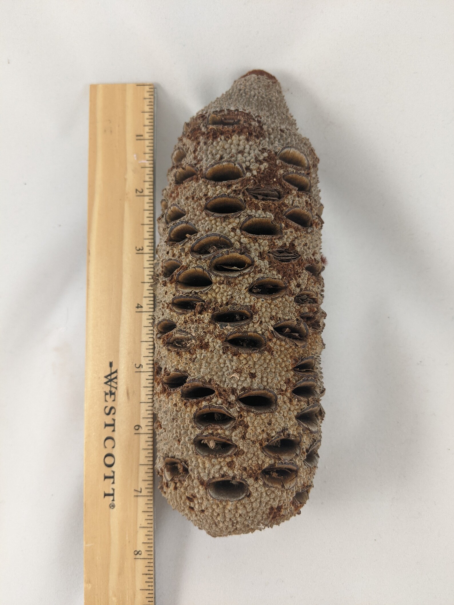 Banksia Pod 5 to 8 Package of 6 Free | Etsy