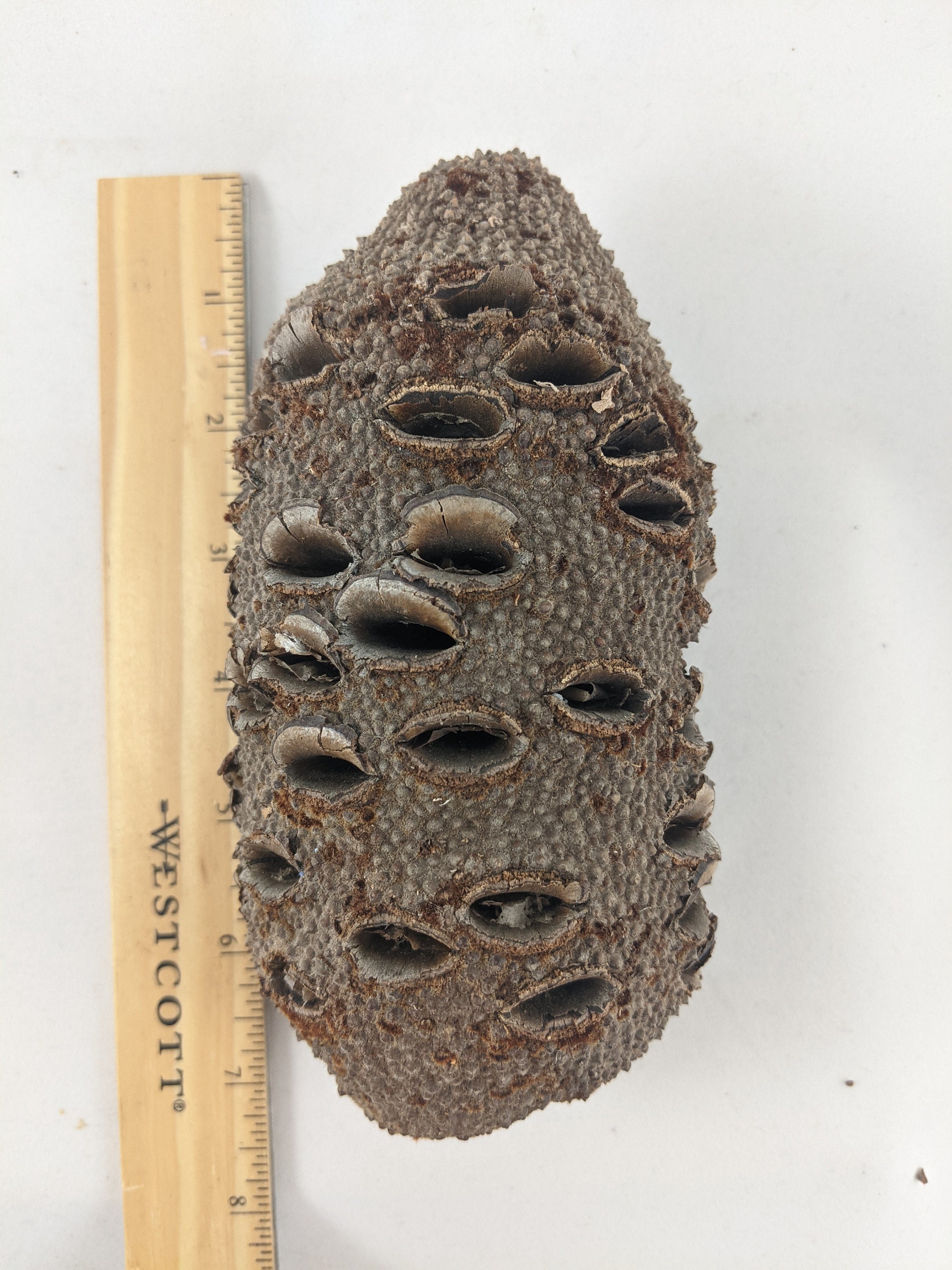 Banksia Pod 5 to 8 Package of 12 Free | Etsy