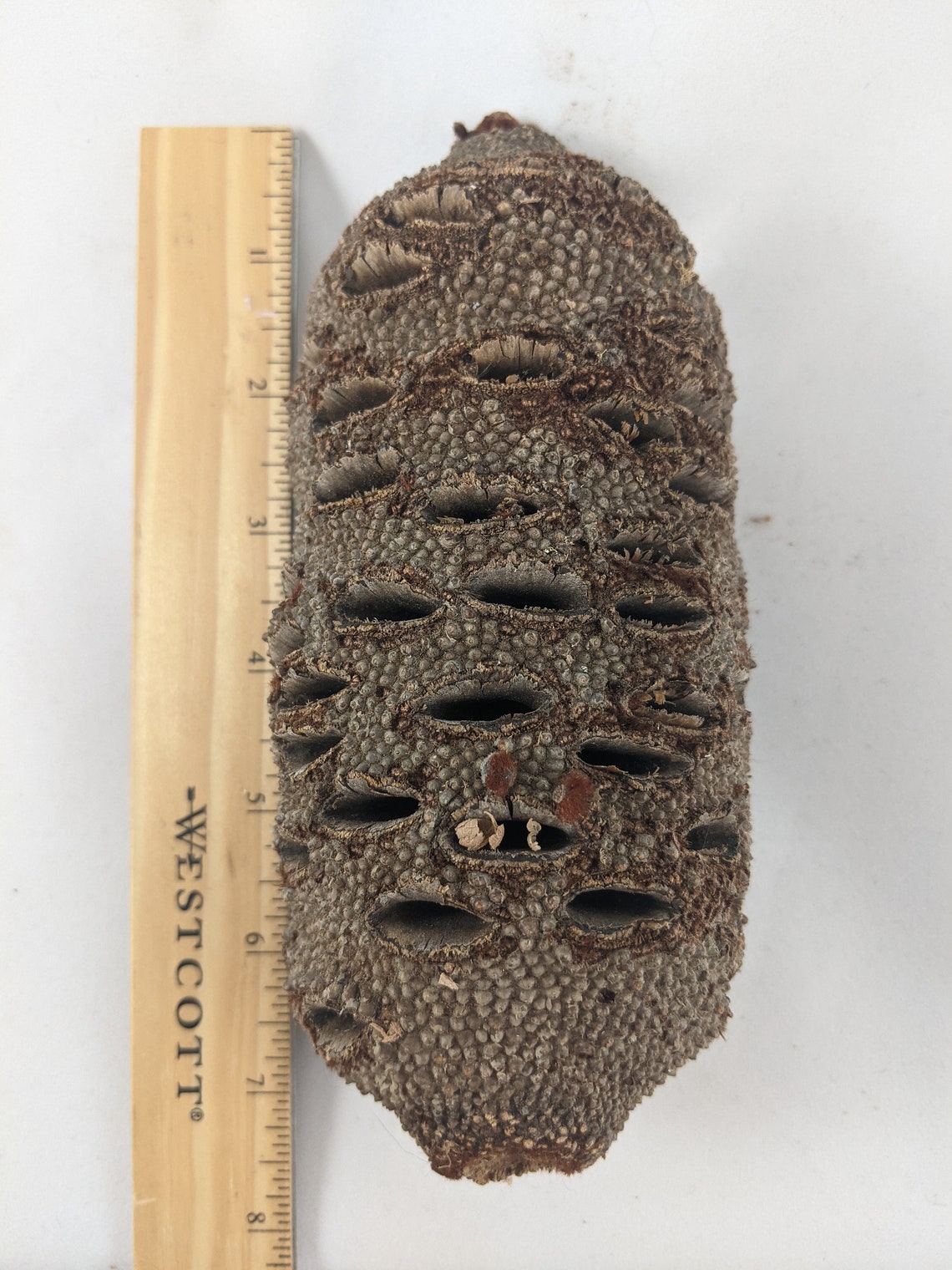 Banksia Pod 5 to 8 Package of 6 Free | Etsy