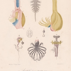 Antique Original Shell Barnacle Anatomy Print Charles D’orbigny ...