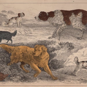 1856 Rare Antique Original Dogs Hounds Print History of Earth and ...