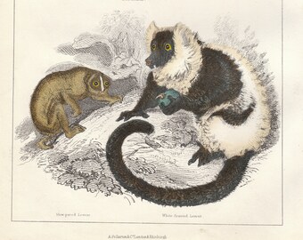 Animal lithographs | Etsy