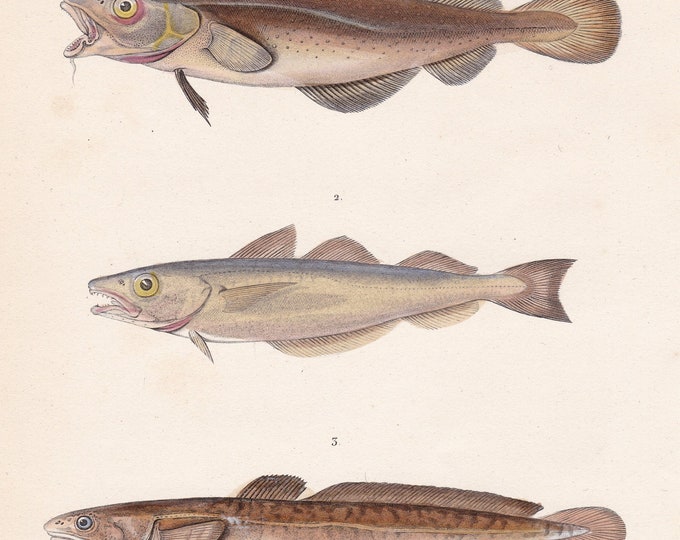 Original Antique Cod Fish Print Engraving Works of Cuvier and Lacepede ...
