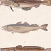 Original Antique Cod Fish Print Engraving Works of Cuvier and Lacepede ...