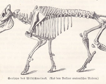 Warthog Skeleton - Etsy