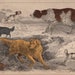 1856 Rare Antique Original Dogs Hounds Print History of Earth and ...