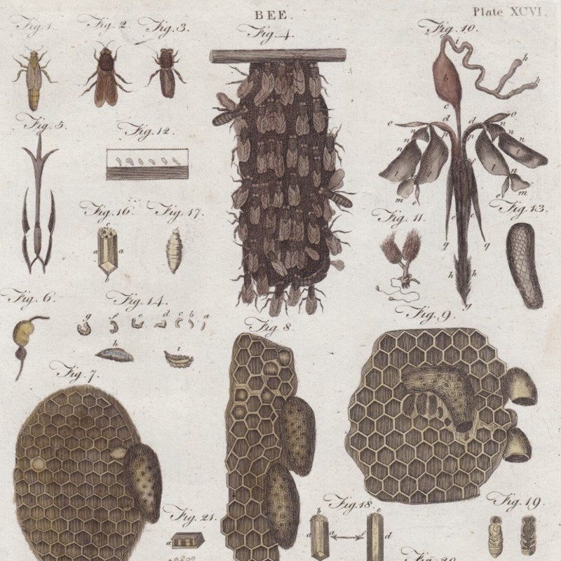 Scientific Bee Print - Etsy