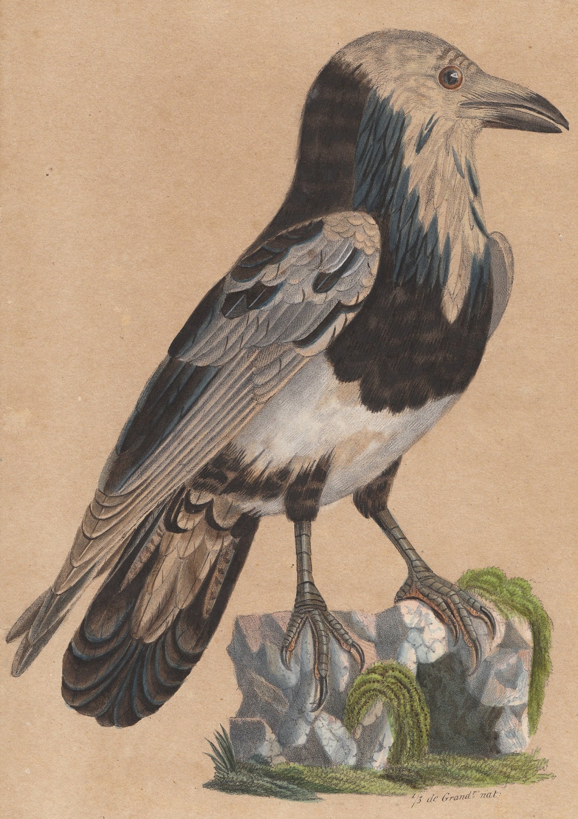 Antique Le Corbeau Noir Et Blanc. Corvus Leucophaeus Raven Pied Crow ...