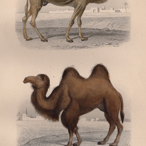 Rare Original Antique Camels Hand Colored Engraving From Buffon's ...