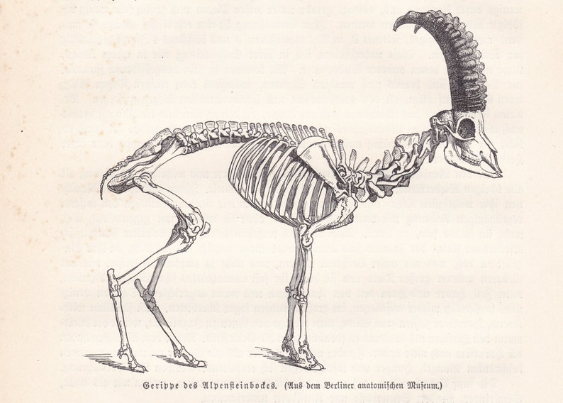 1900 Antelope Skeleton Rare Antique Original Print Chromolithograph ...