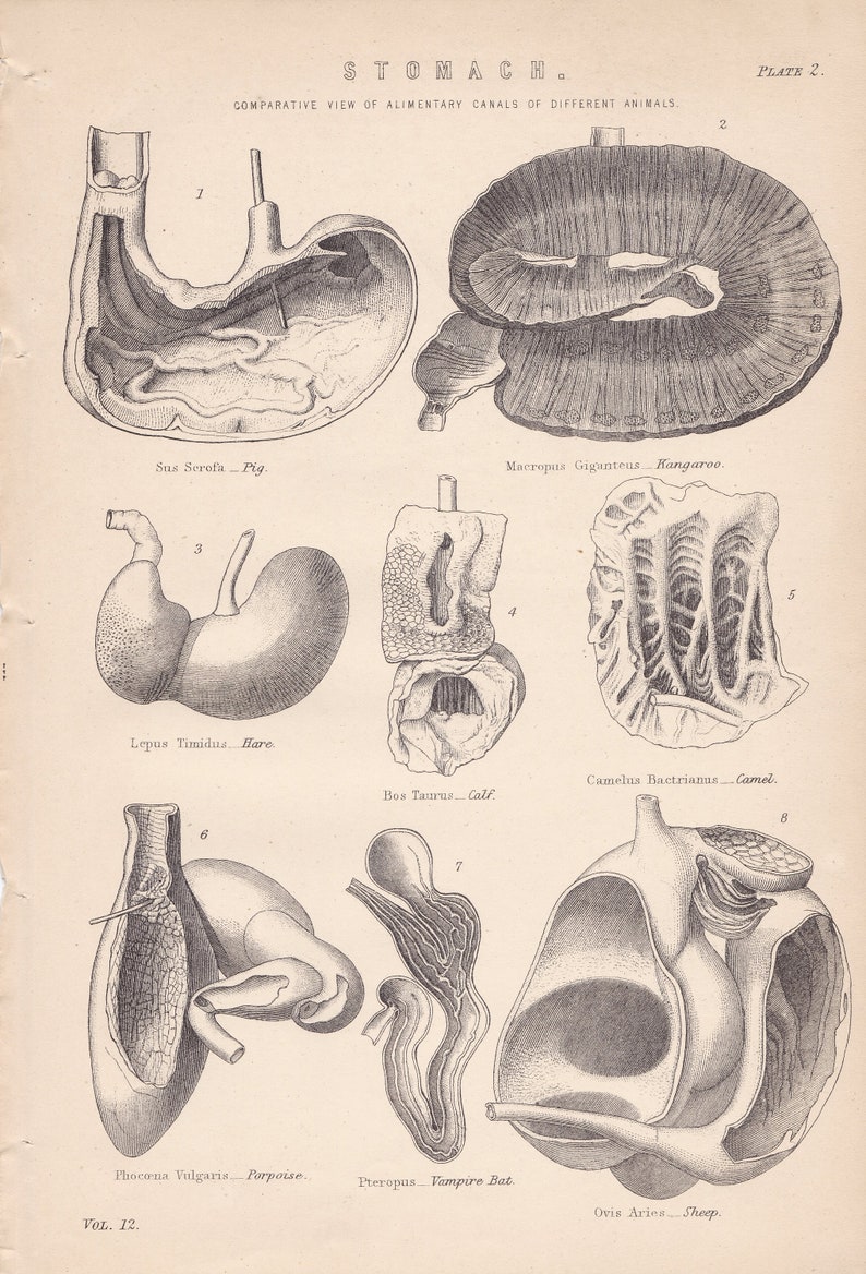 Antique Original Anatomy Stomach of Different Animals Printed 1878 ...